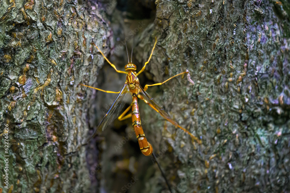 An Ichneumon Wasp on the side of a tree at Chenango State Park in ...