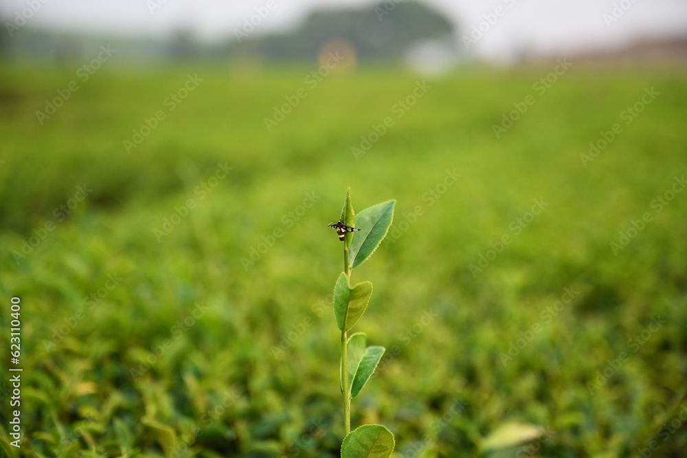Foto stock di Tiger Grass Borer perched on top of green tea leaf on ...