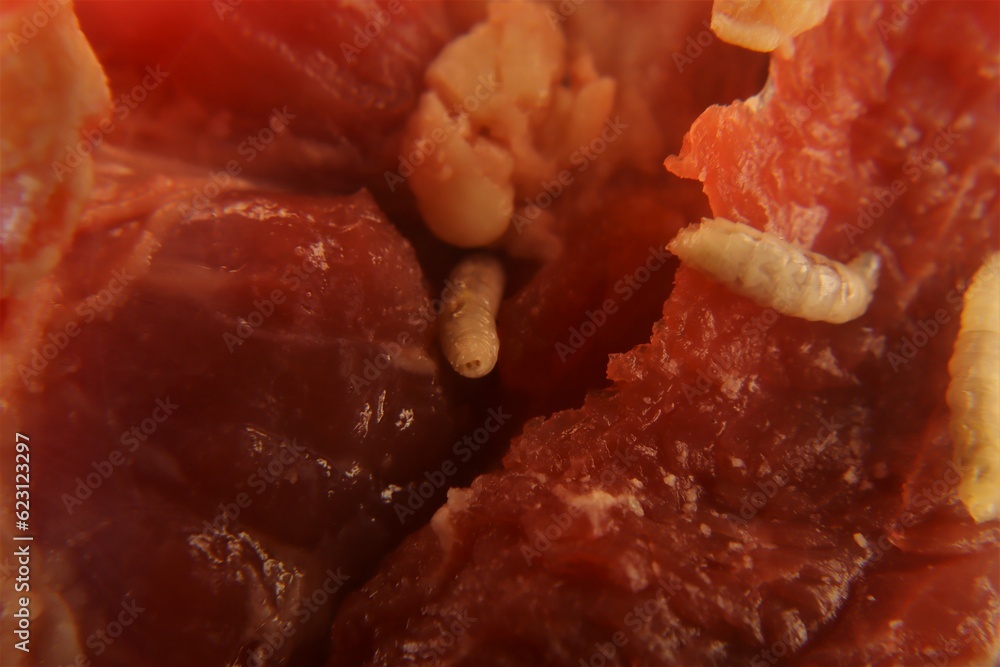 Larvae of flies on meat. Housefly (Musca domestica) maggots. maggot ...