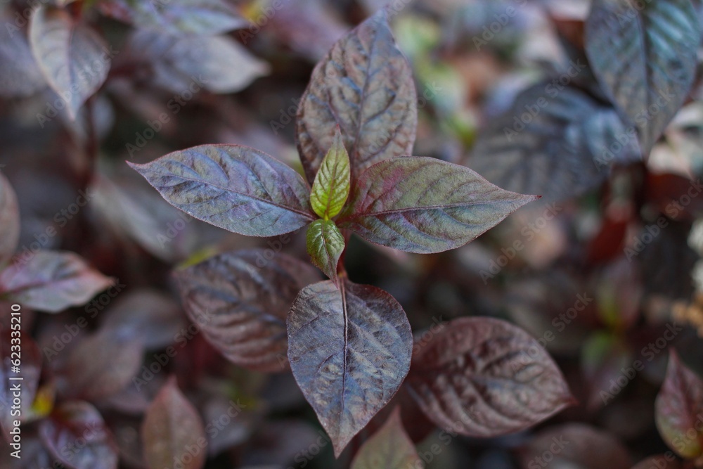 Alternanthera dentata grown in the garden. Little ruby or ruby leaf ...