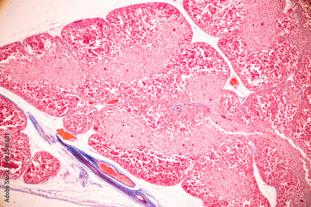 Showing Light micrograph of the Trachea, Thymus, Parathyroid gland and ...