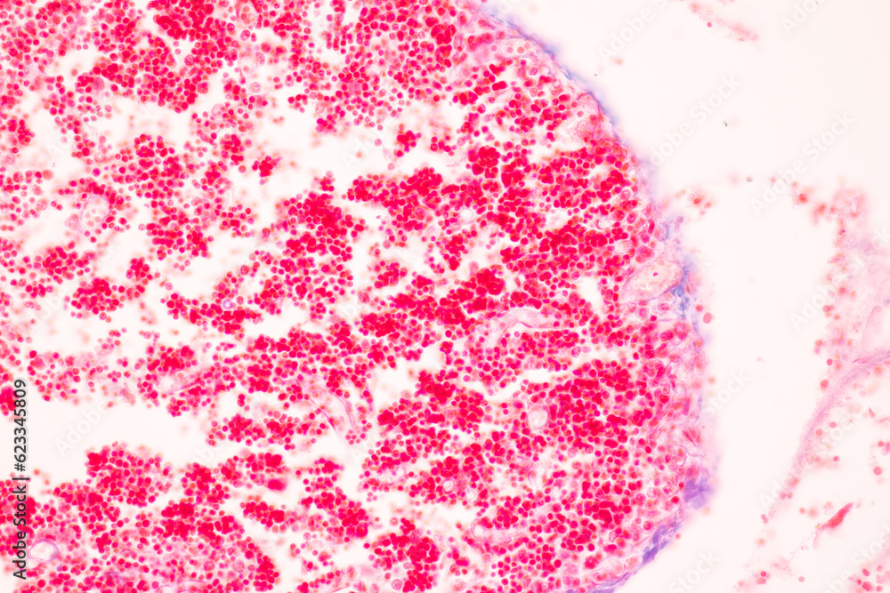 Showing Light micrograph of the Trachea, Thymus, Parathyroid gland and ...
