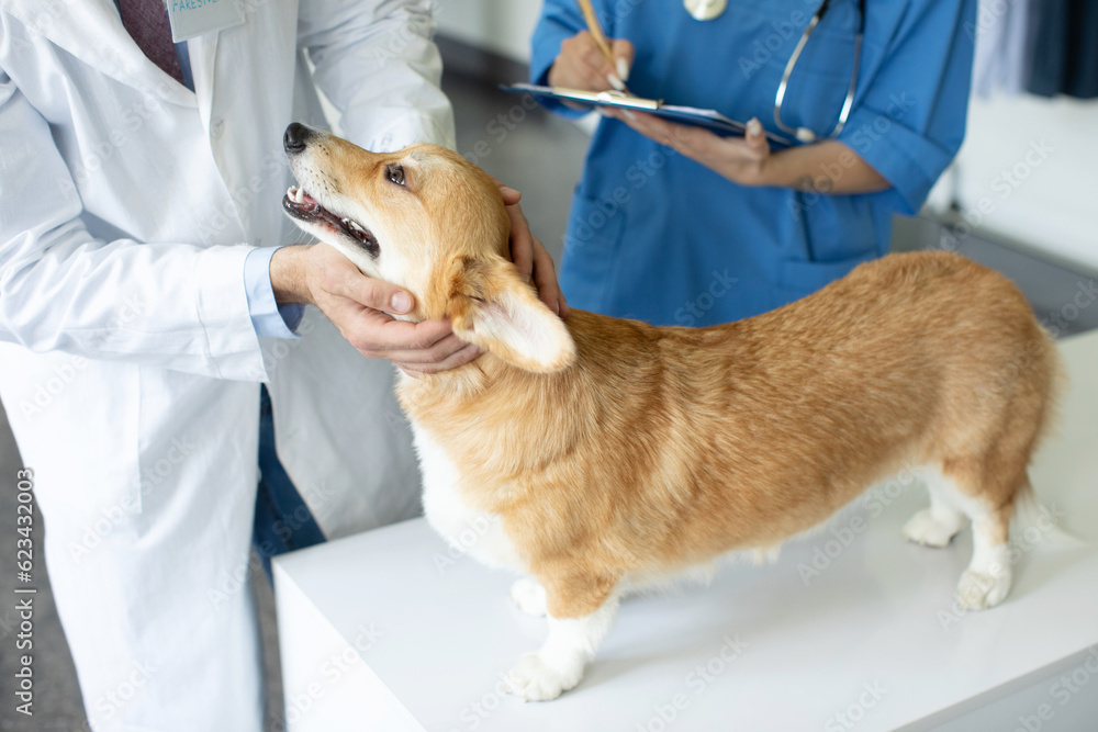 Medicine and pet care concept. Pembroke welsh corgi dog at checkup in ...