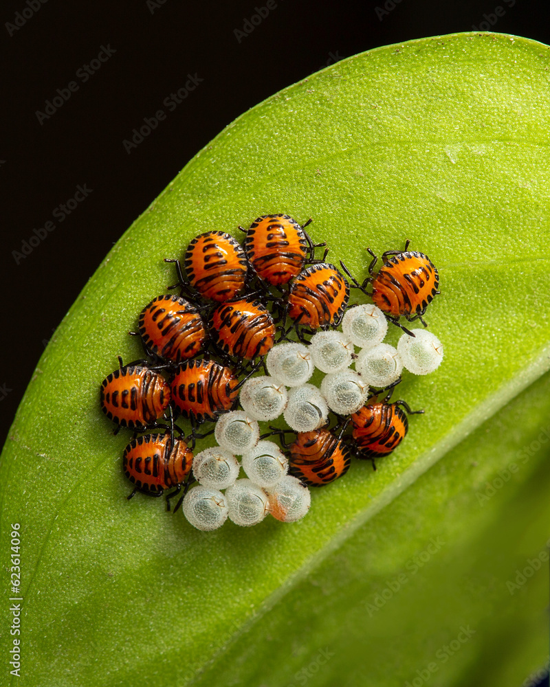 Nezara viridula, El insecto verde ( Nezara viridula ) es una especie de ...