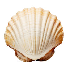 Ocean Clam Shell Free Stock Photo - Public Domain Pictures