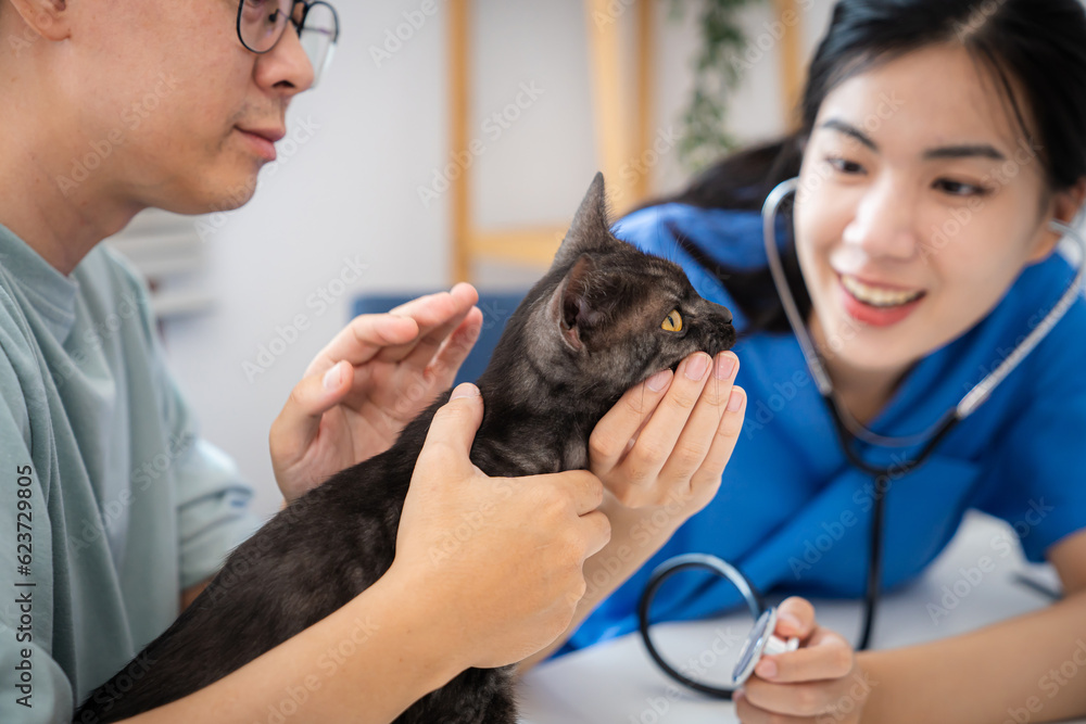 Professional vet doctor helps cat. owner cat holding pet on hands. Cat ...