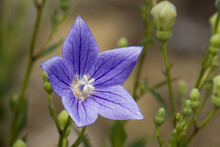 Purple Balloon Flower Close-up Free Stock Photo - Public Domain Pictures
