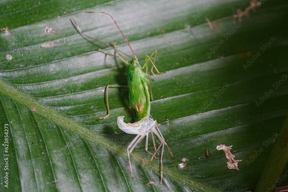 Macrolophus caliginosus is a species of predatory mirid bug, belonging ...