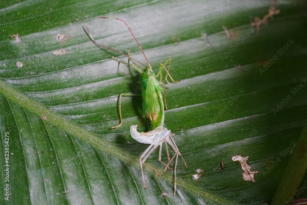 Photo Stock Macrolophus caliginosus is a species of predatory mirid bug ...