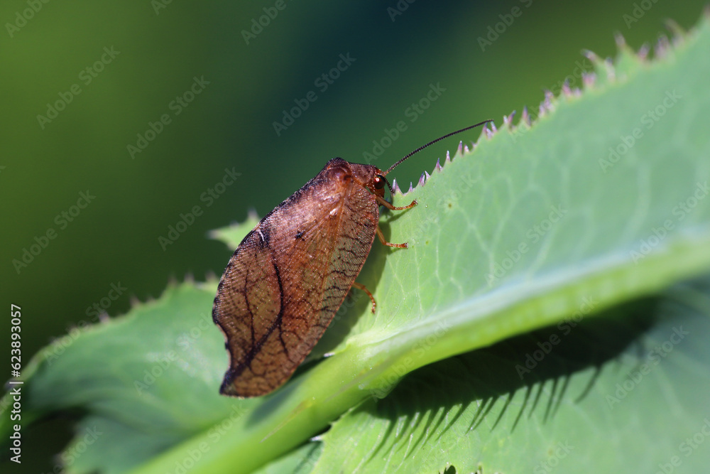 Hook-winged Lacewing (Drepanepteryx phalaenoides). A predatory insect ...