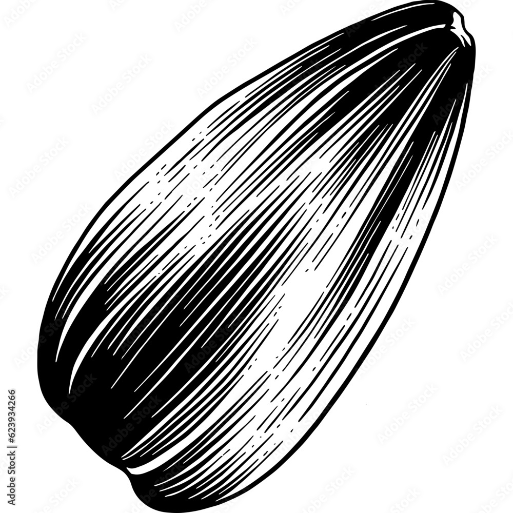 Hand drawn Sunflower Seed Sketch Illustration Stock Vector | Adobe Stock