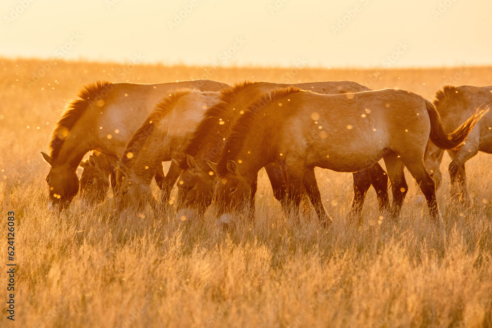 Wild Przewalski's horses. A rare and endangered species originally ...