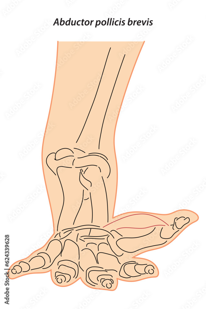 line drawing; See through; brevis; doctor learning; science; hand ...