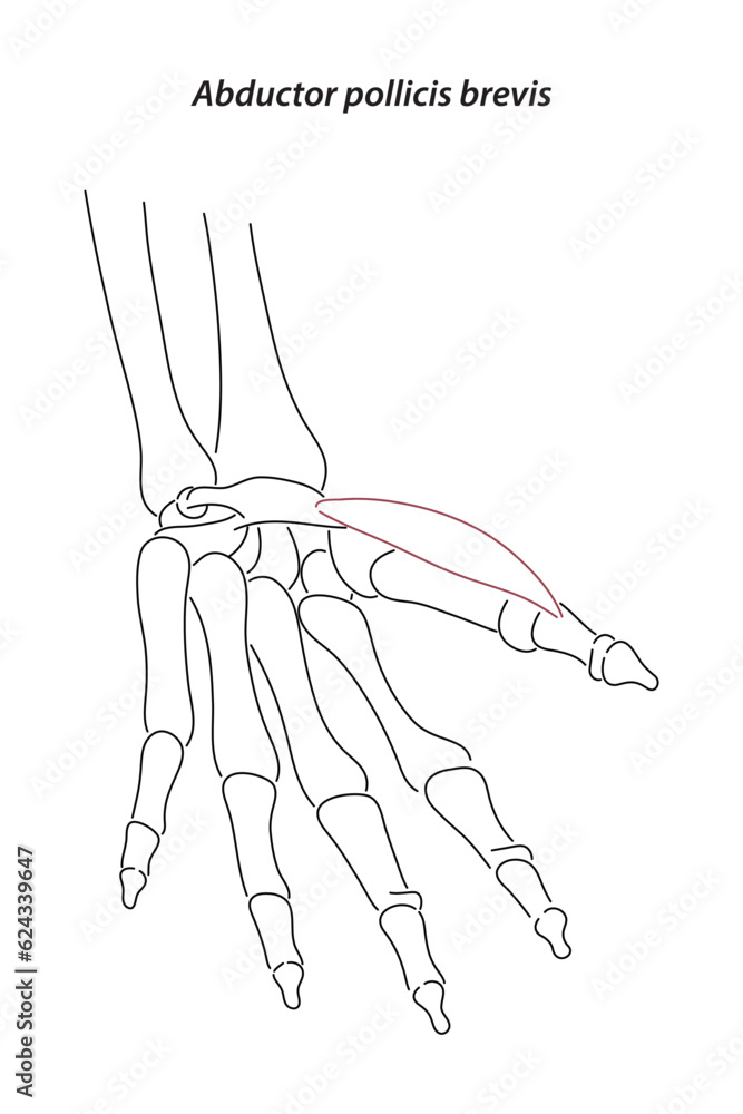 Image vectorielle Stock line drawing; line; brevis; doctor learning ...