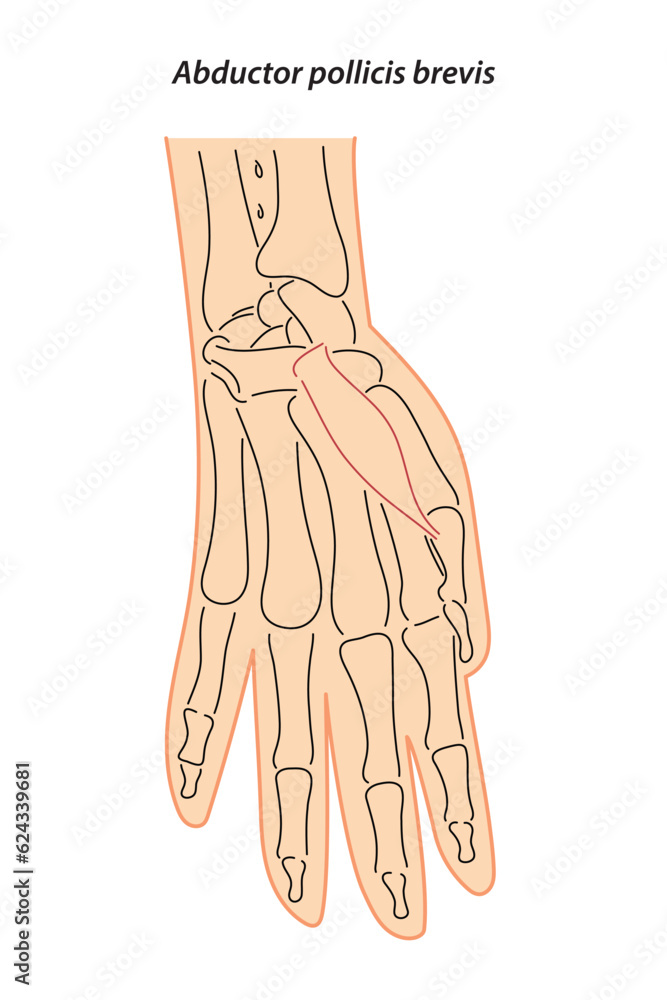 line drawing; See through; brevis; doctor learning; science; hand ...