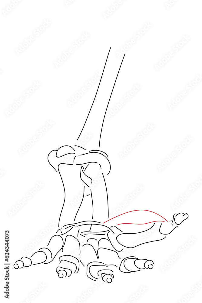 Stock-Illustration „Medical illustration of Abductor pollicis brevis ...