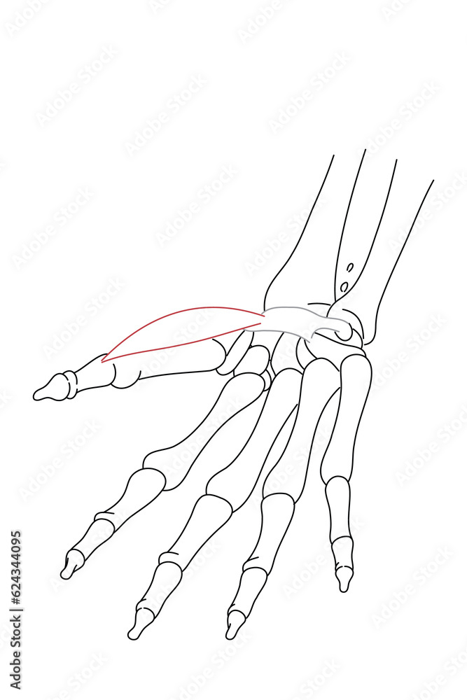 Medical illustration of Abductor pollicis brevis hands muscle. Line ...