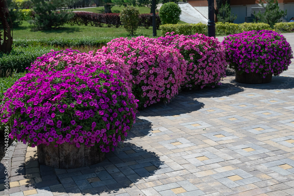 Flower beds of pink petunias in the shape of a ball in the park on a ...