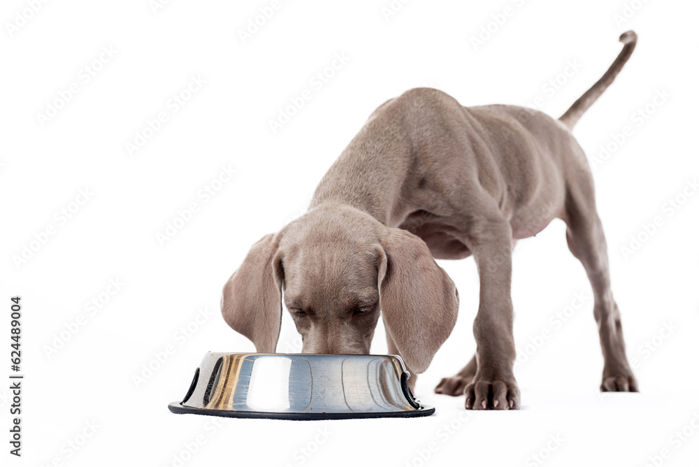Hungry Weimaraner puppy eating at its feeder on white background ...