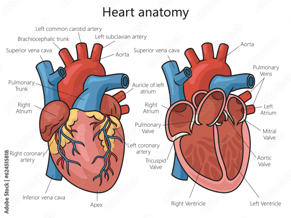Human heart structure diagram schematic vector illustration. Medical ...