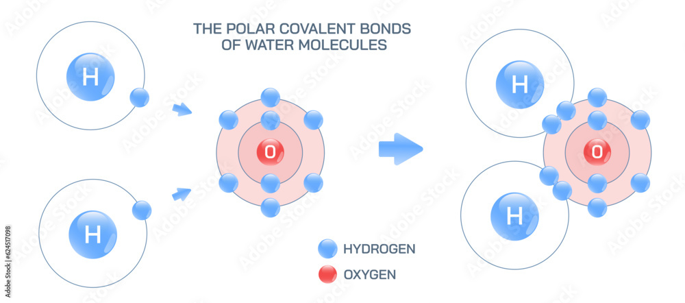 The polar covalent bonds of water. Weakly positive and negative ...