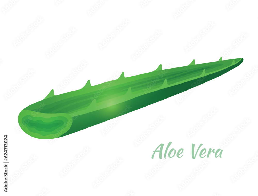 Green Aloe Vera slice isolated on white background. Vector illustration ...