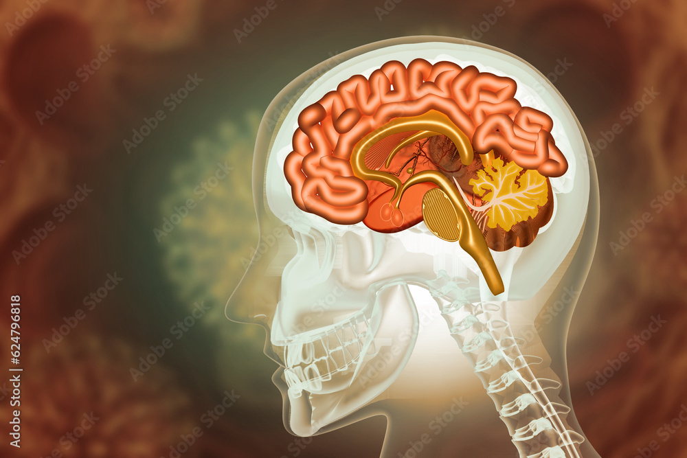 Human brain cross section. 3d illustration Stock Illustration | Adobe Stock