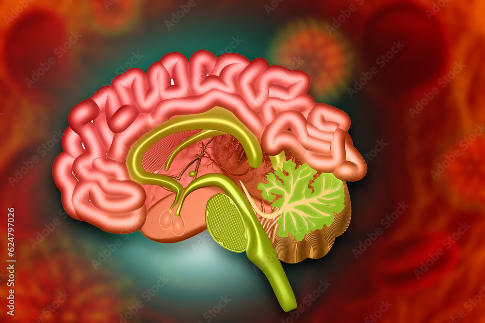 Human brain cross section. 3d illustration Stock Illustration | Adobe Stock