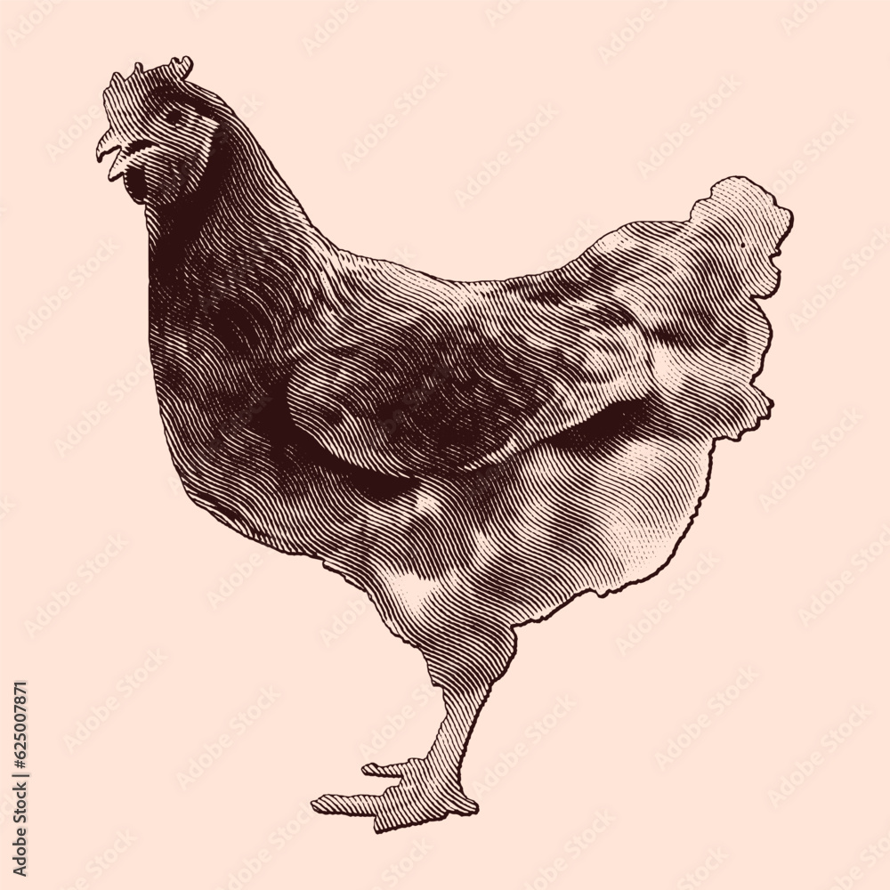 Chicken vintage engraving illustration. Vector hen what standing side ...