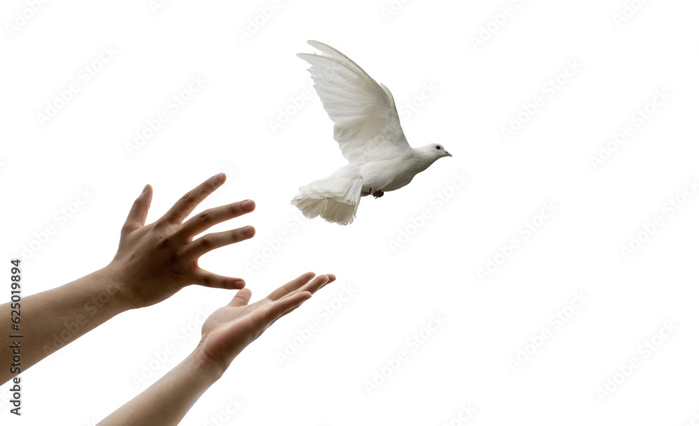 Praying hands and white dove flying happily isolated on white ...