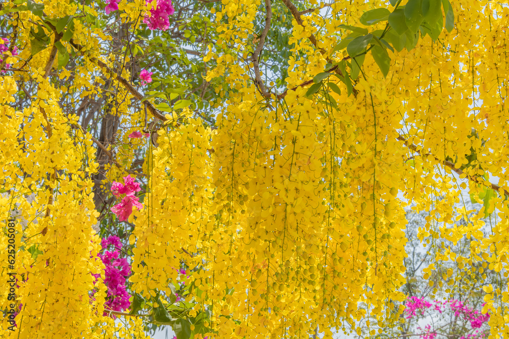 Golden Shower, Cassia Fistula, Purging Cassia, Indian Laburnum, or Pudding-Pipe Tree. Southeast ...