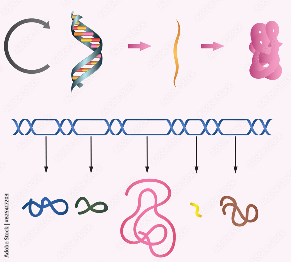 nucleic acid protein synthesis DNA sequencing living structure Stock ...