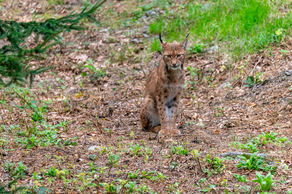 very rare feline lynx (Lynx lynx) in the National Park Bavarian Forest ...
