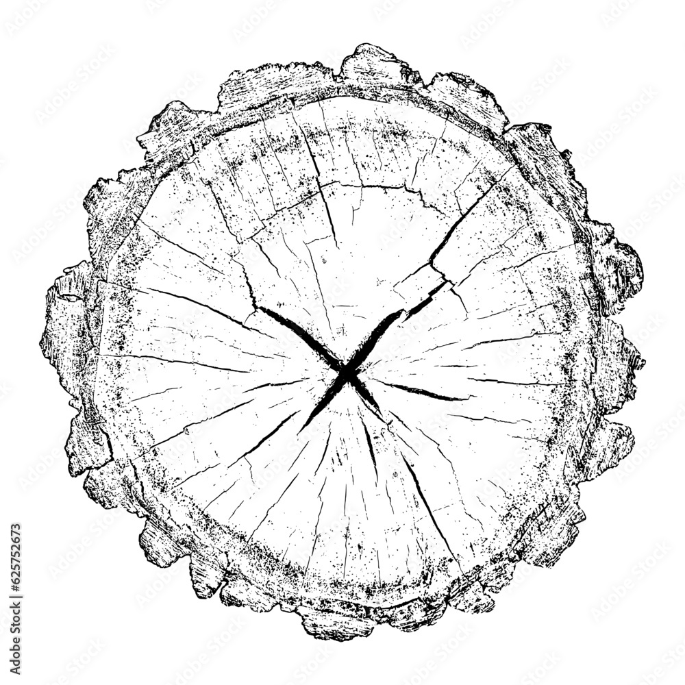 Wood texture cross section of tree rings. Cut slice of wooden stump ...