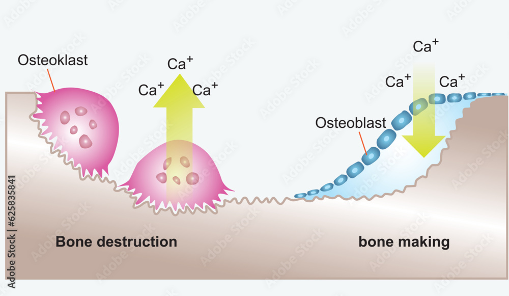 Bone Biology. Role of RANK, RANKL, and OPG. remodeling. Bone is broken ...