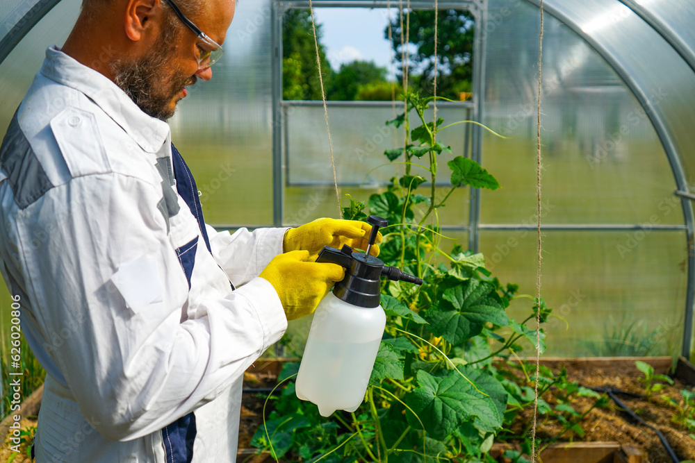 Farming concept. Spraying insecticide on cucumber seedlings indoors ...