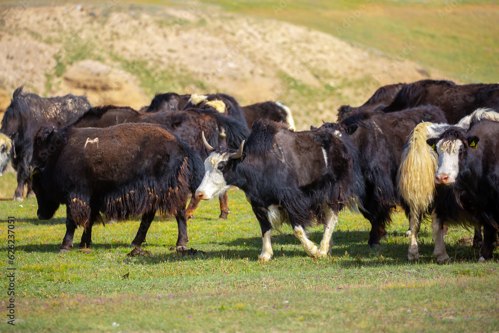 A herd of yaks graze in the mountains. Himalayan big yak in a beautiful ...