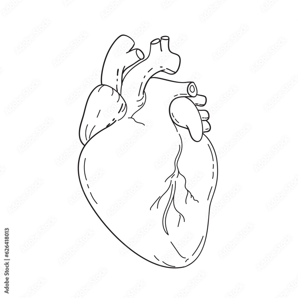 Line drawing illustration of human heart anatomy showing the two upper ...