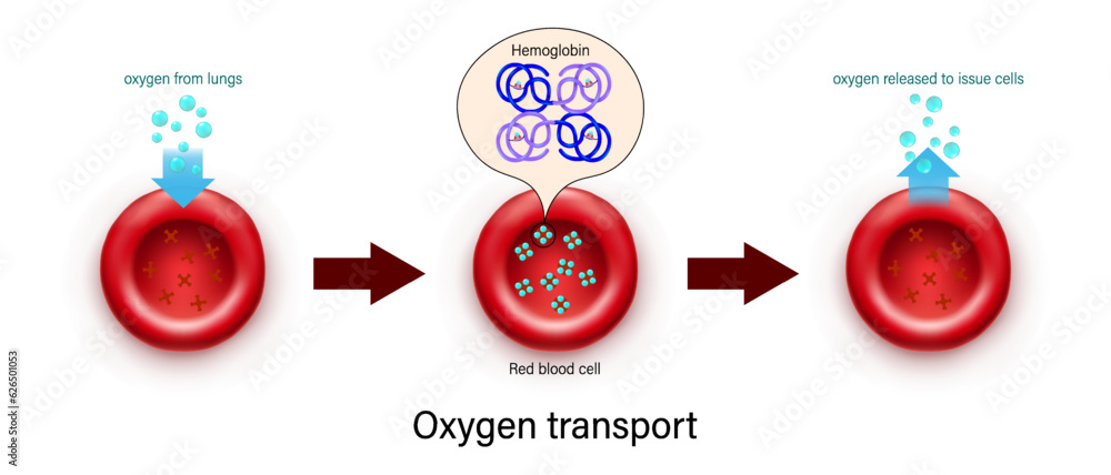Oxygen transport vector. hemoglobin molecule. Oxygen binds to ...