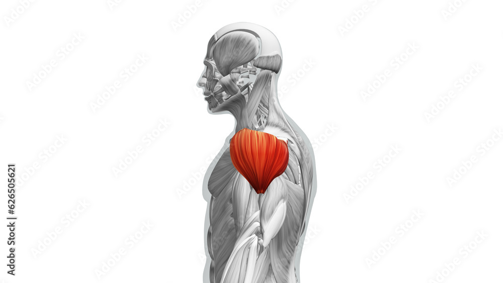 Anatomy of the Deltoid Muscles Stock Illustration | Adobe Stock