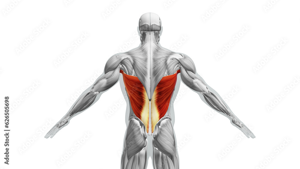 Anatomy of the Latissimus Dorsi Muscles Stock Illustration | Adobe Stock