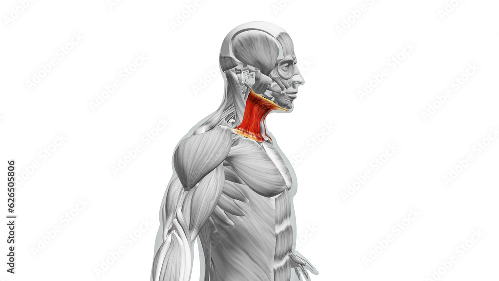 Anatomy of the Sternocleidomastoid Muscles Stock Illustration | Adobe Stock