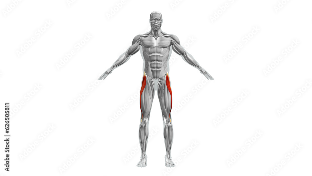 Anatomy of the Tensor Fasciae Latae Muscles Stock Illustration | Adobe ...