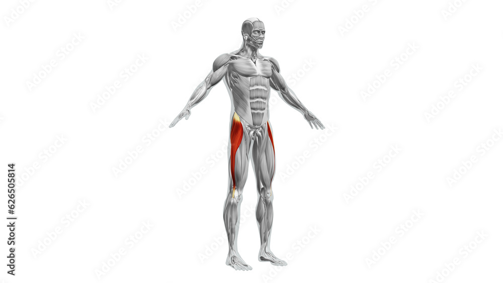 Anatomy of the Tensor Fasciae Latae Muscles Stock Illustration | Adobe ...