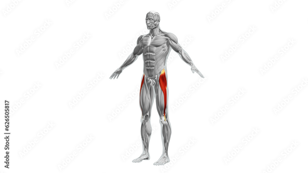 Ilustración de Stock Anatomy of the Tensor Fasciae Latae Muscles ...