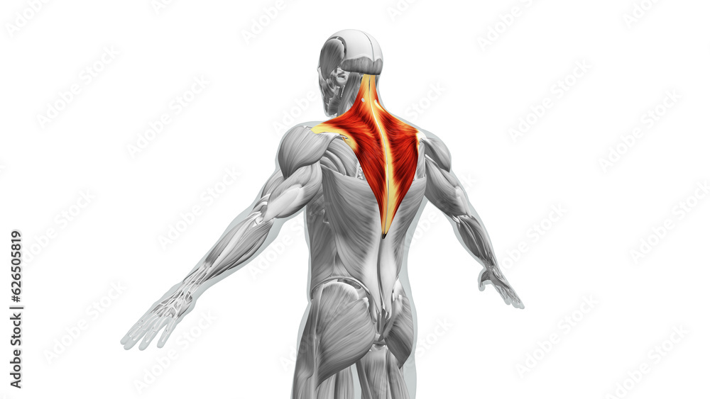 Anatomy of the Trapezius Muscles Stock Illustration | Adobe Stock