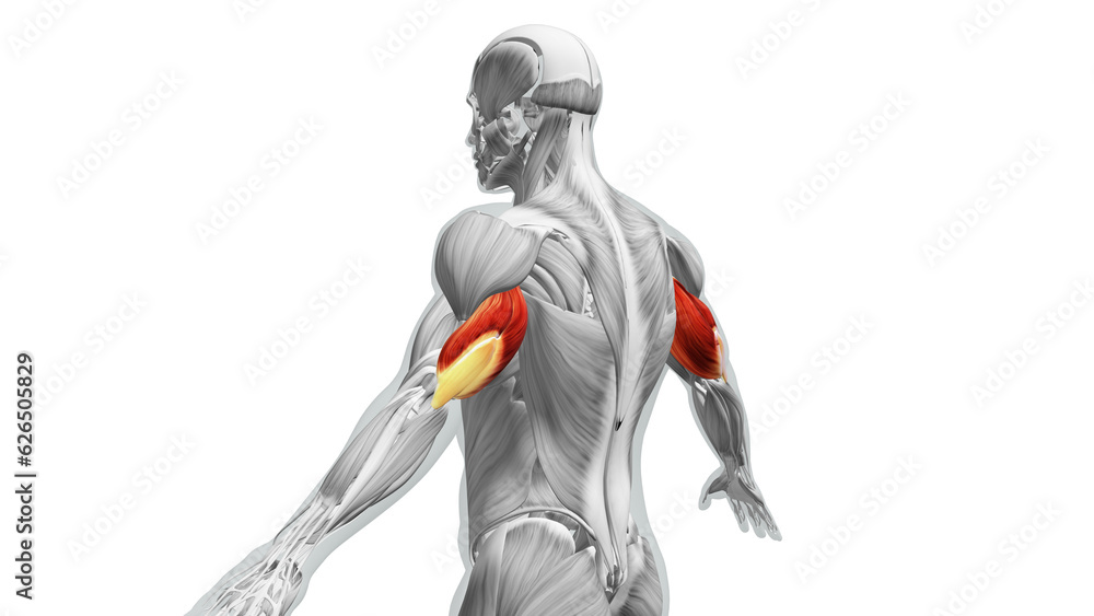 Anatomy of the Triceps Muscles Stock Illustration | Adobe Stock