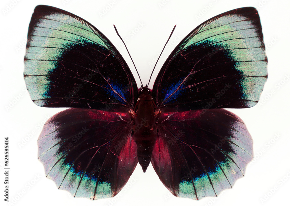 Blue red butterfly isolated on white, Agrias beatifica upside macro ...