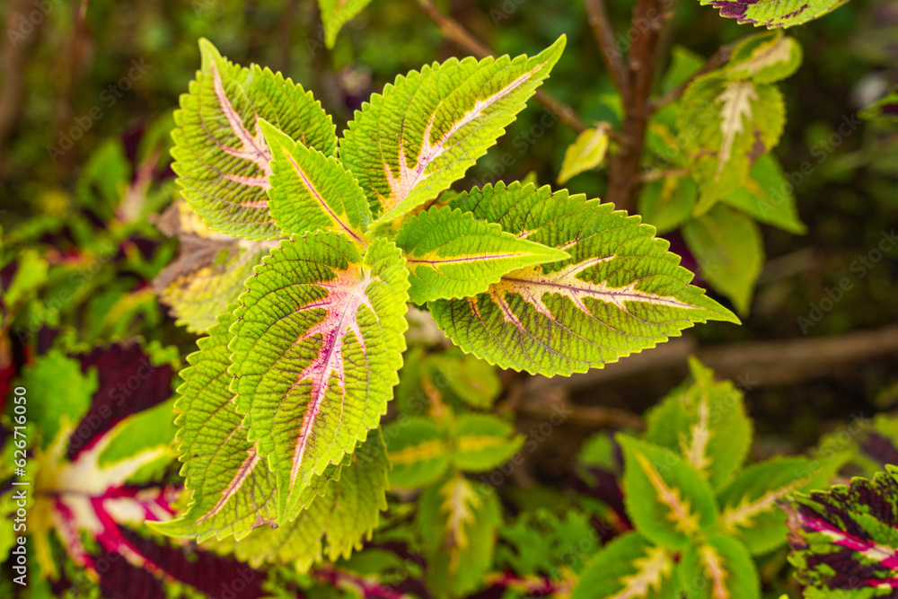 Coleus scutellarioides, commonly known as coleus, is a species of ...