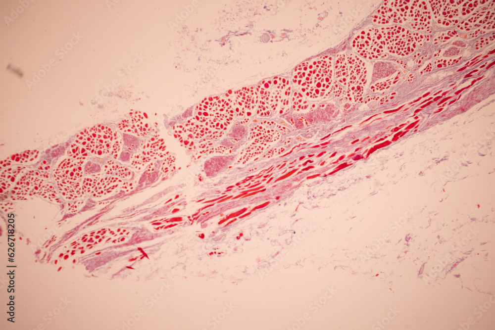 Showing Light micrograph of the Tongue human , Tooth human, Parotid ...